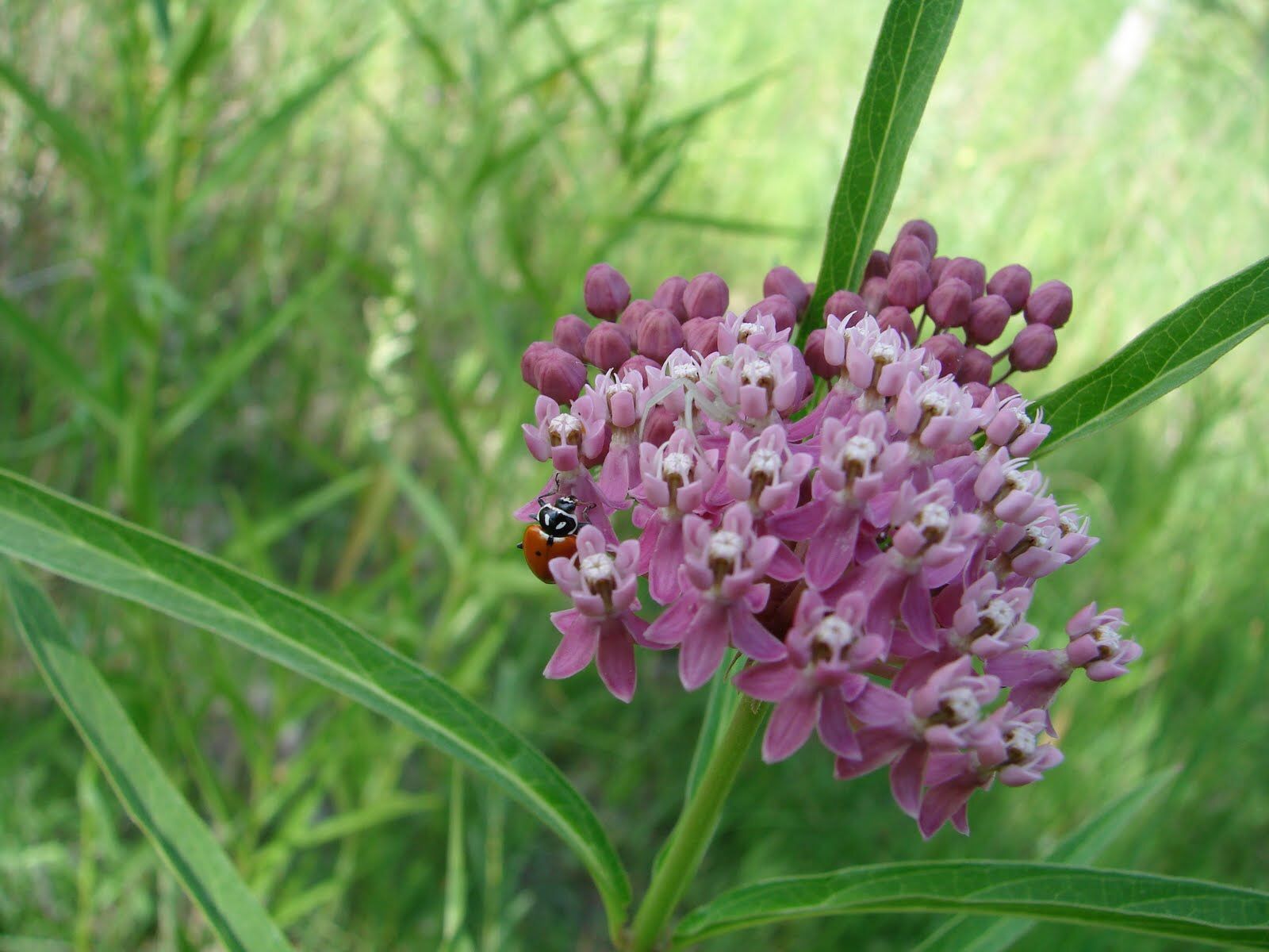 BertGyver - Photography