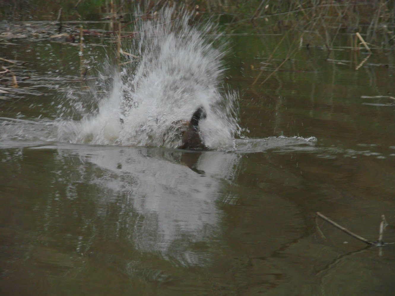 BertGyver - Photography